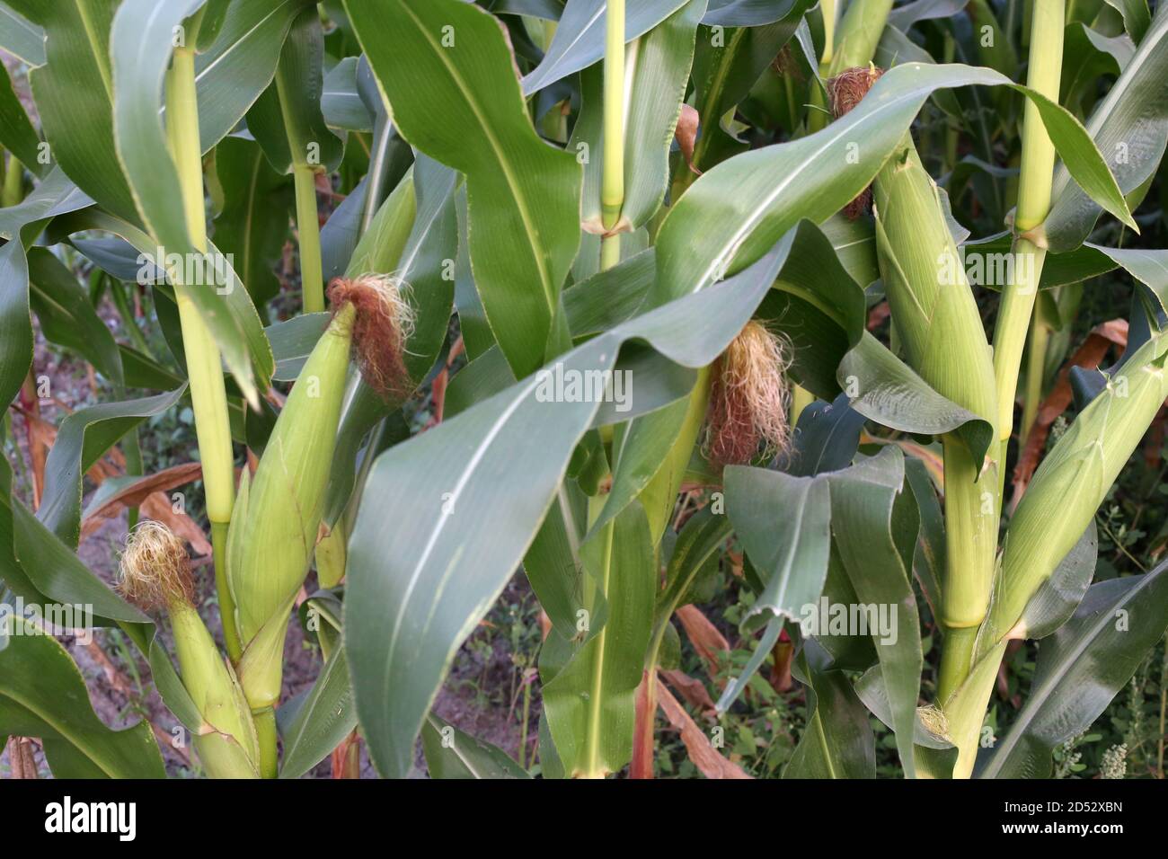 Tall green grass for cow food Stock Photo - Alamy