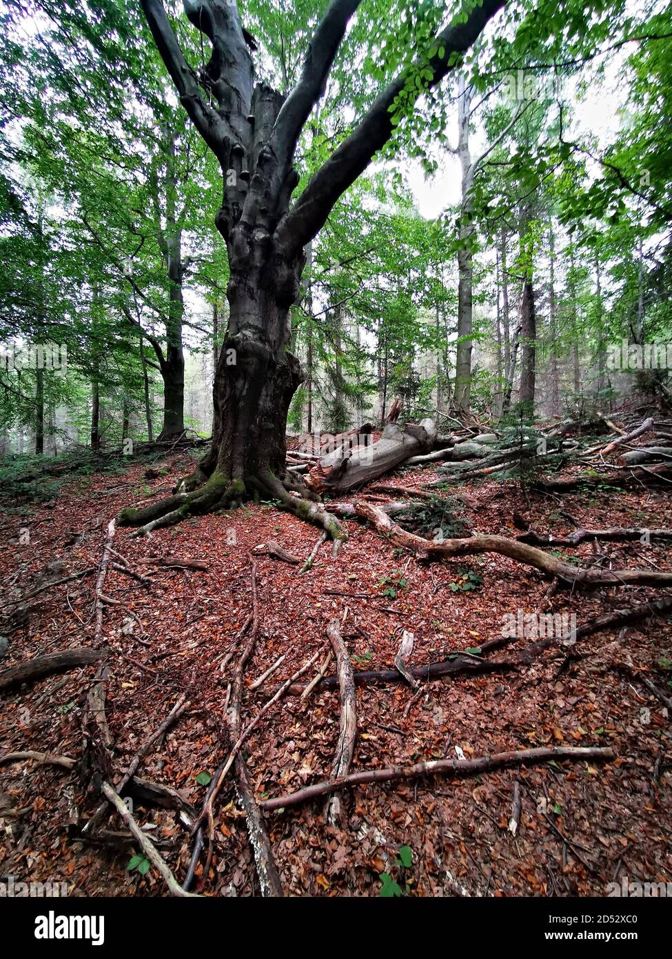 Old big tree in the autumn forest Stock Photo - Alamy