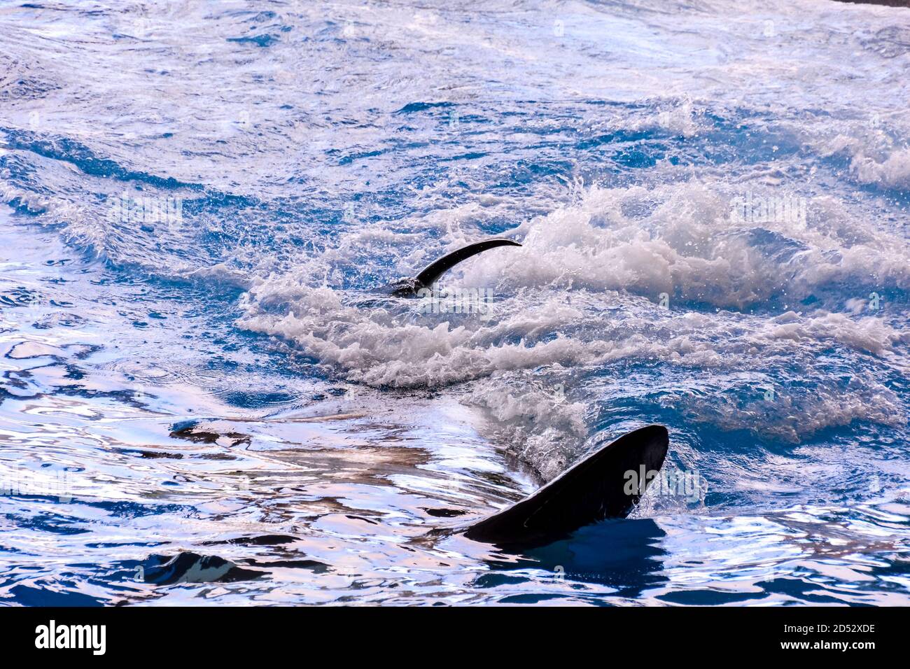 Mammal Orca Killer Whale Fish Stock Photo - Alamy