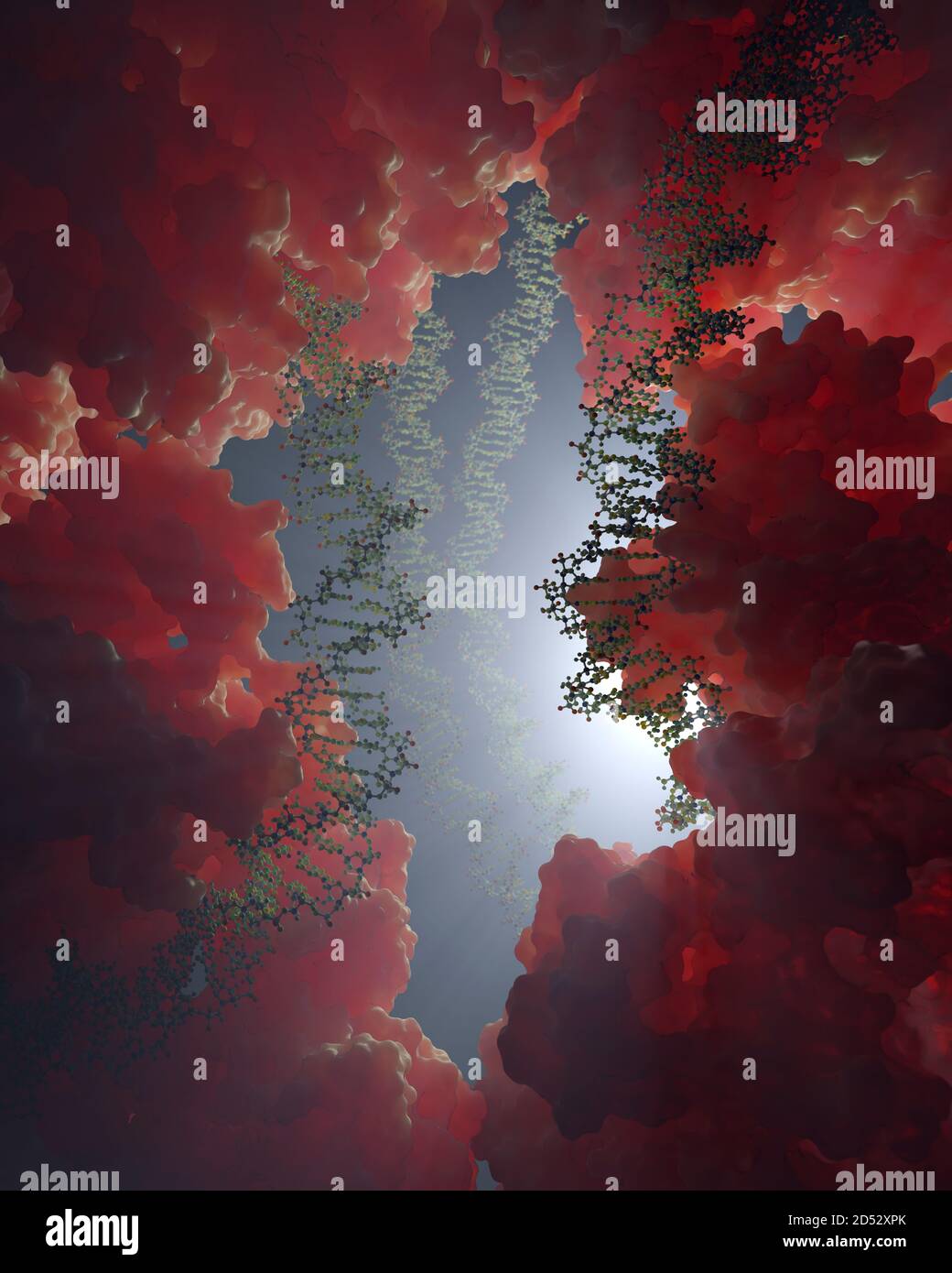 DNA and protein interaction at molecular level. DNA-binding proteins control transcription, gene ...