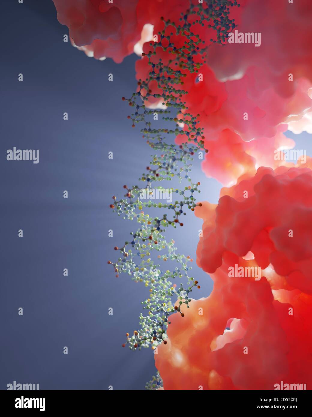 DNA and protein interaction at molecular level. DNA-binding proteins control transcription, gene ...