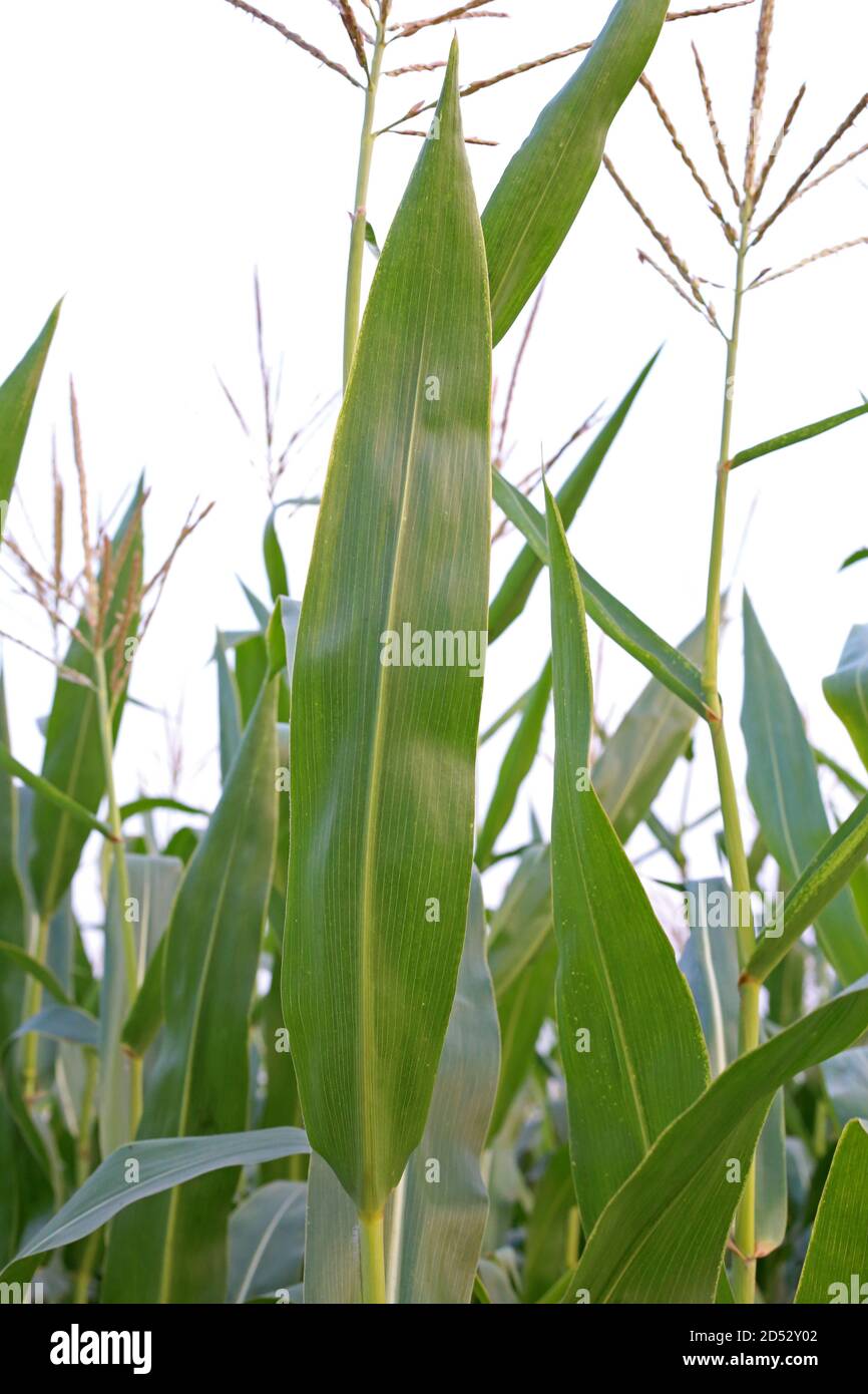 Tall green grass for cow food Stock Photo - Alamy