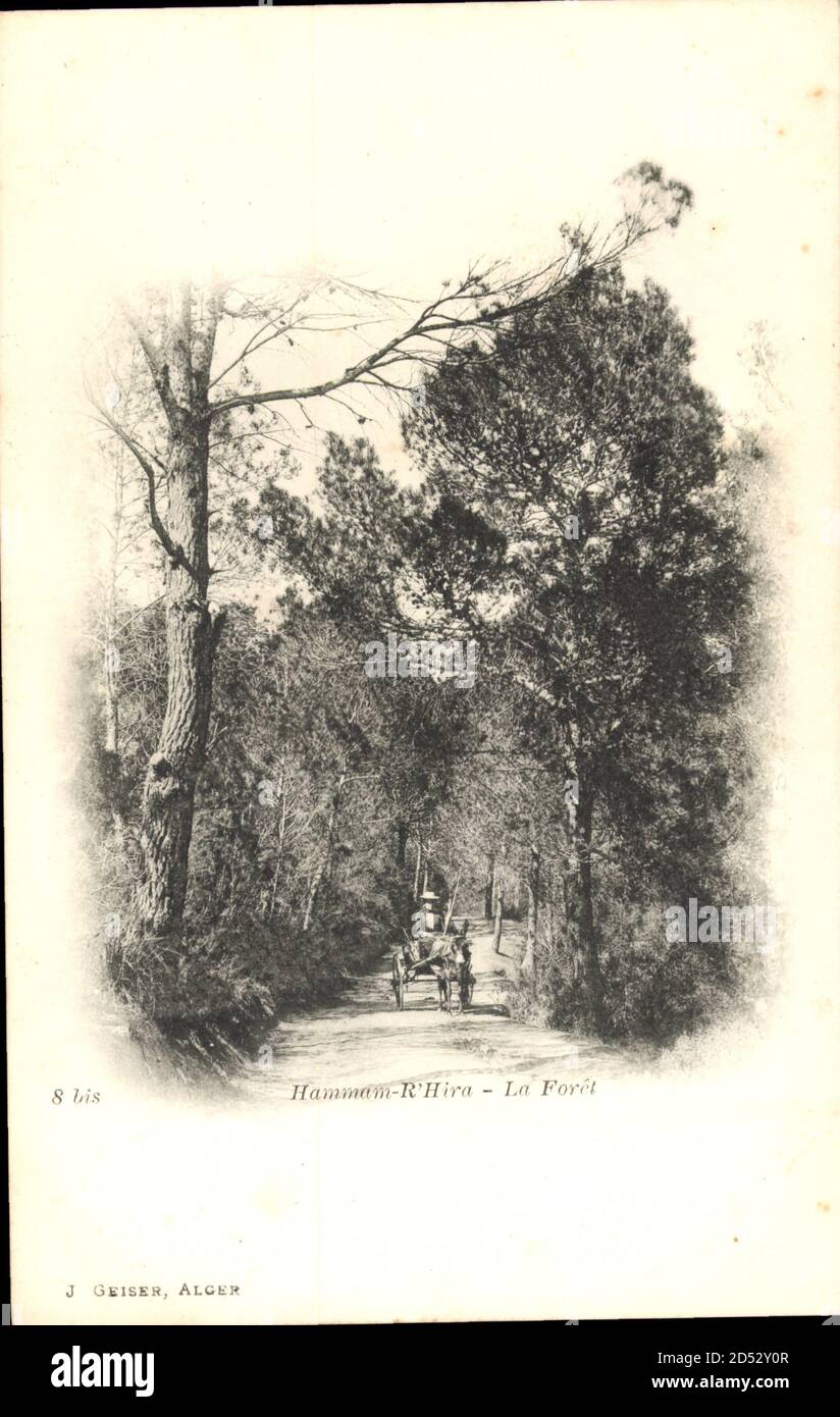 Hamman R'Hira Algerien, La Foret, Weg im Wald | usage worldwide Stock ...
