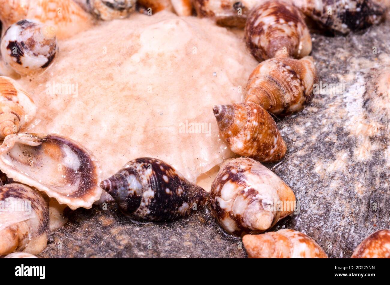 Background of sea shells Stock Photo - Alamy