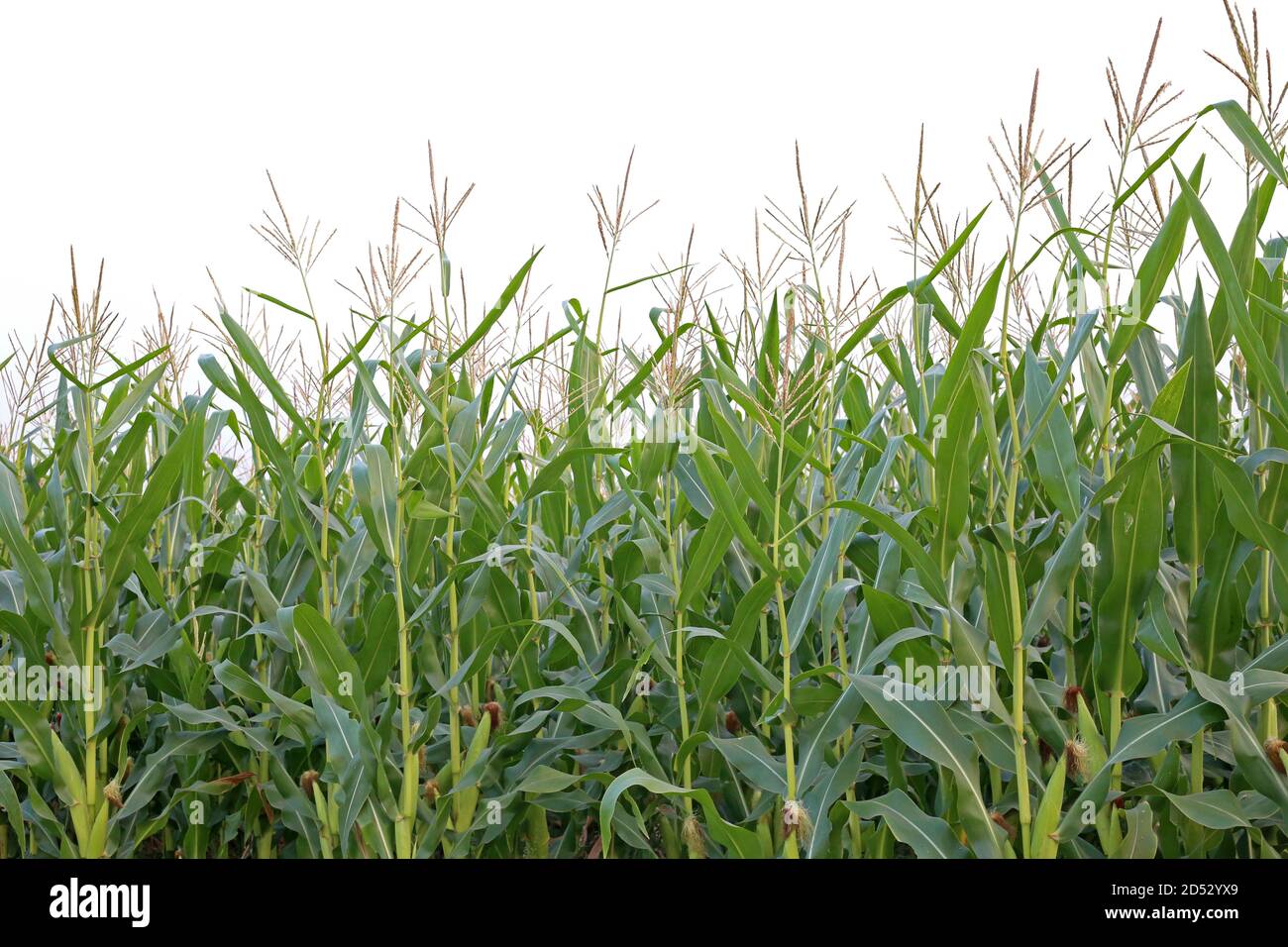 Tall green grass for cow food Stock Photo - Alamy