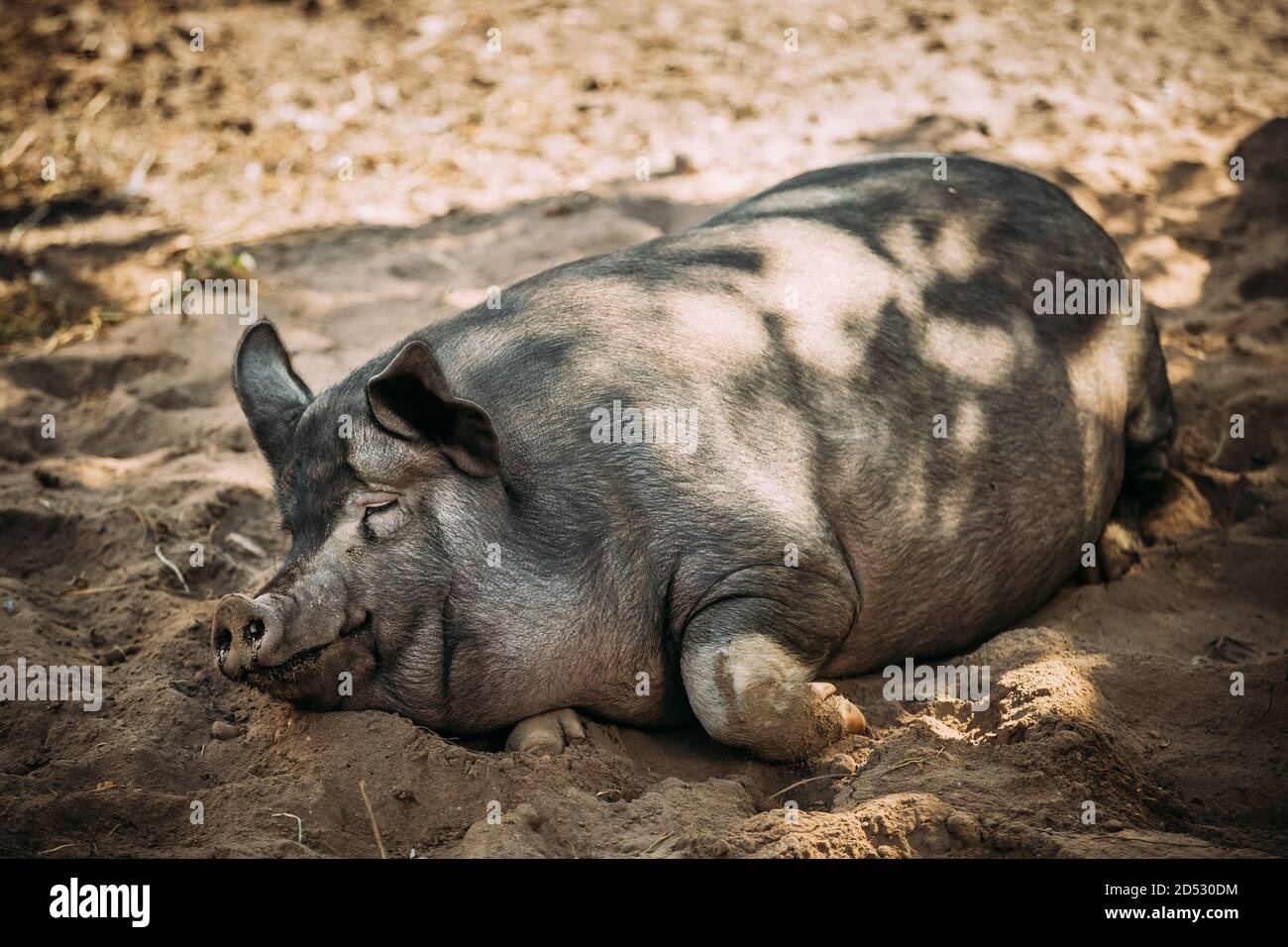 Household Pig Enjoys Relaxing In Dirt. Large Black Pig Resting In Sand ...