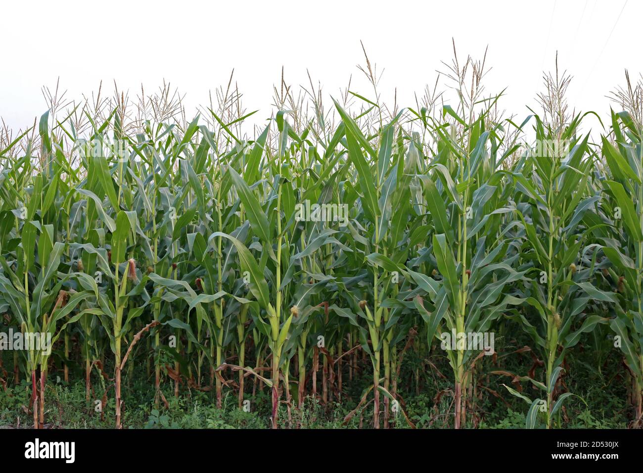 Tall green grass for cow food Stock Photo - Alamy