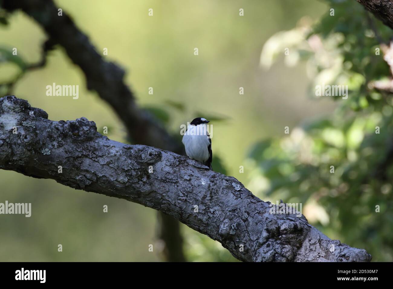 collared flycatcher (Ficedula albicollis) Germany Stock Photo - Alamy