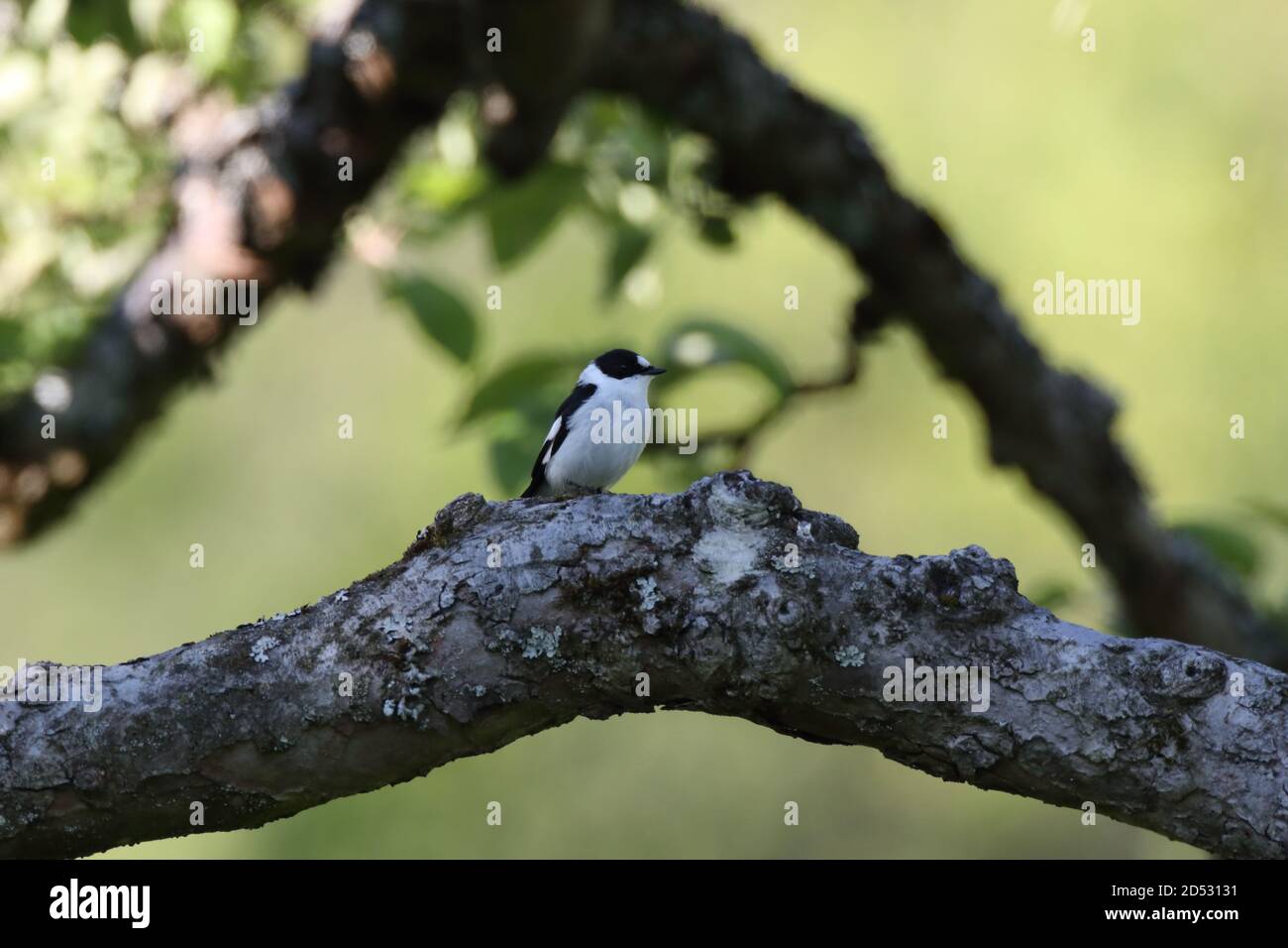 collared flycatcher (Ficedula albicollis) Germany Stock Photo - Alamy