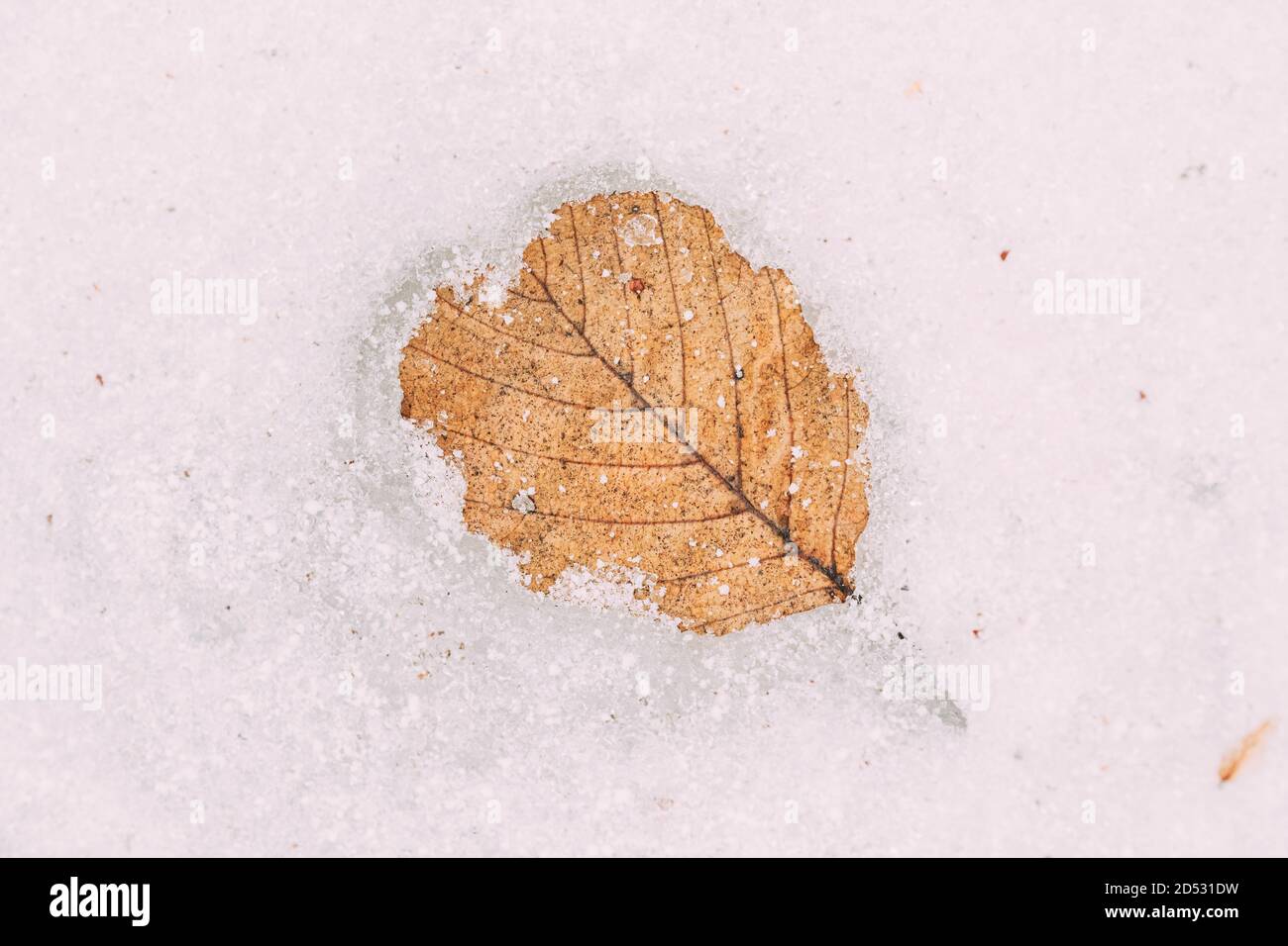 Melting the leaf hi-res stock photography and images - Alamy