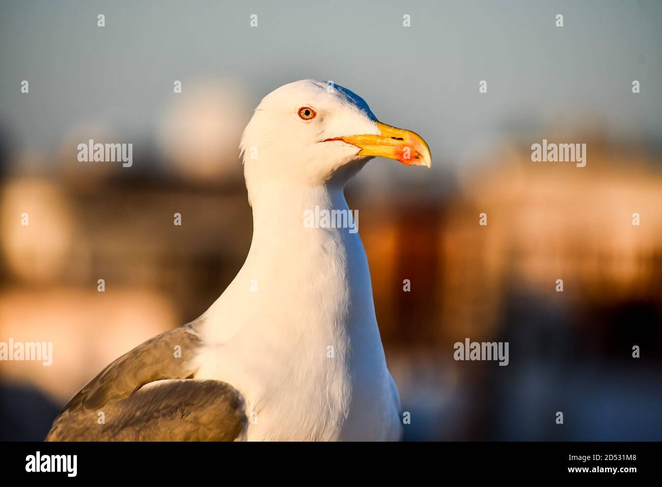 portrait of a goose, photo as background Stock Photo - Alamy