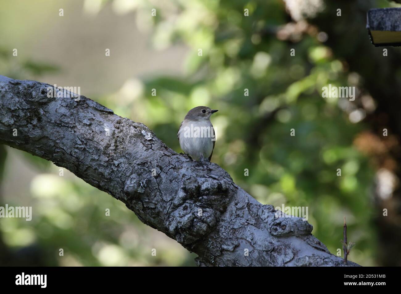 collared flycatcher (Ficedula albicollis) female, Germany Stock Photo ...