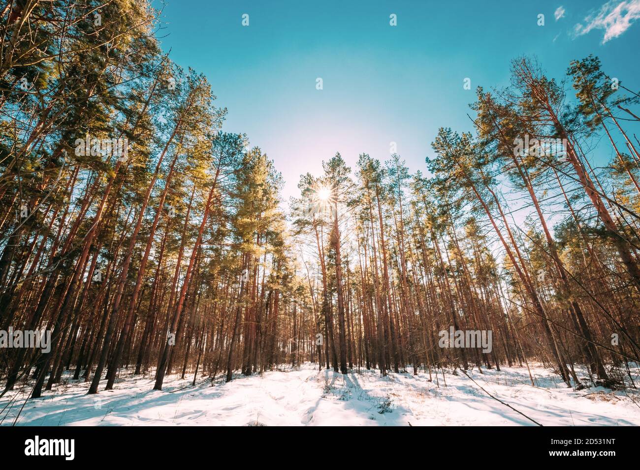 Sunshine Above Beautiful Pine Coniferous Forest Trees Woods Canopy In ...
