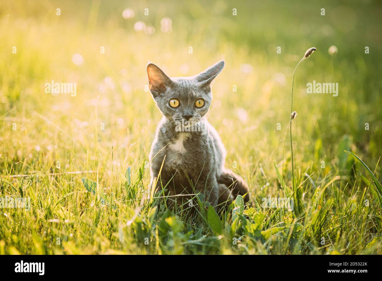 Funny Young Gray Devon Rex Kitten Sitting In Green Grass. Short-haired ...