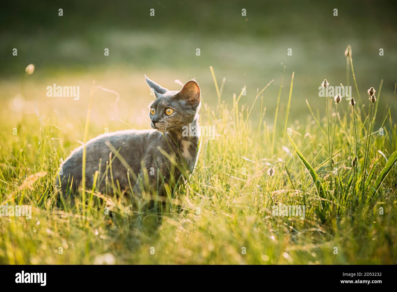 Funny Young Gray Devon Rex Kitten Sitting In Green Grass. Short-haired ...