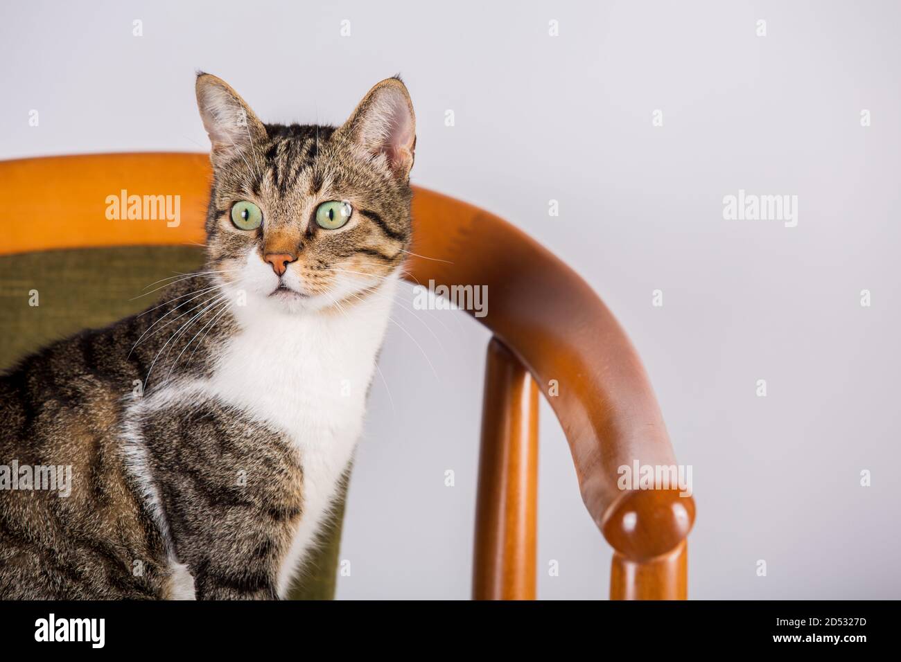 Beautiful and cute cat sitting and looking away on a unique old chair ...