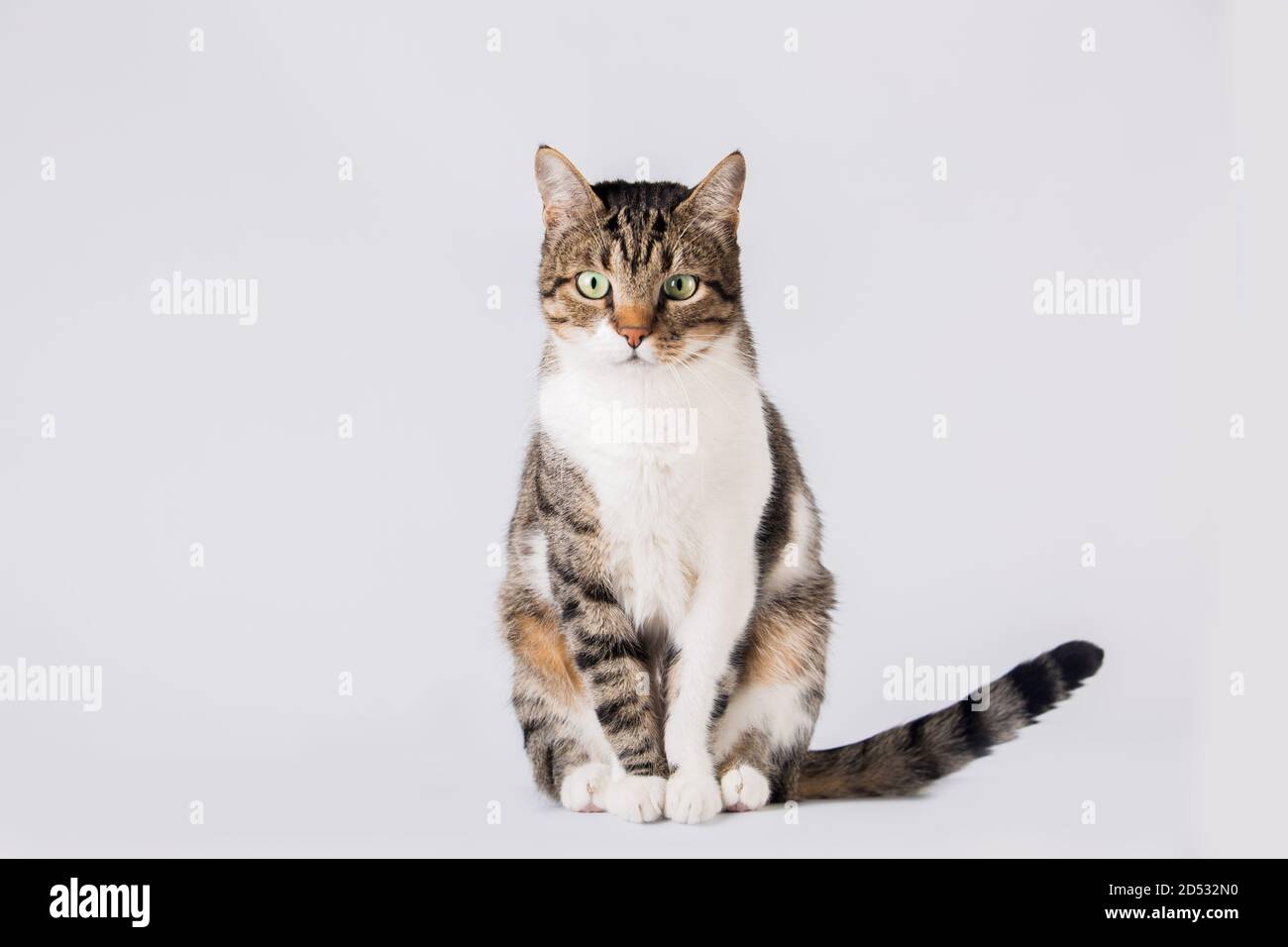 Cat sitting and looking to camera isolated on white background Stock ...