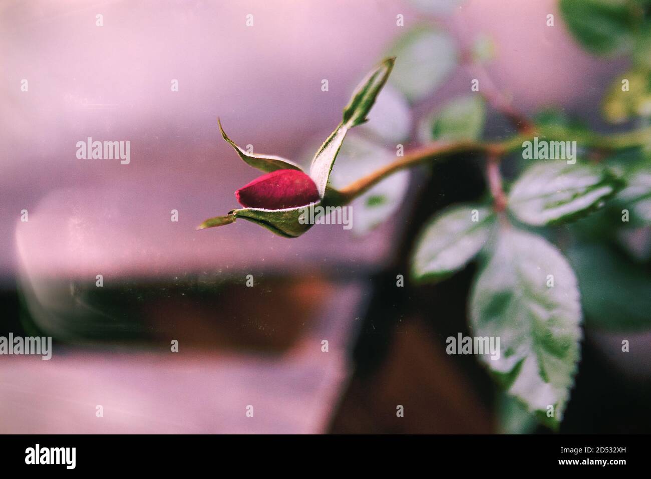 pink rosebud about to bloom Stock Photo - Alamy