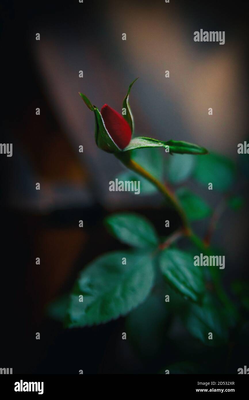 rosebud about to bloom Stock Photo - Alamy