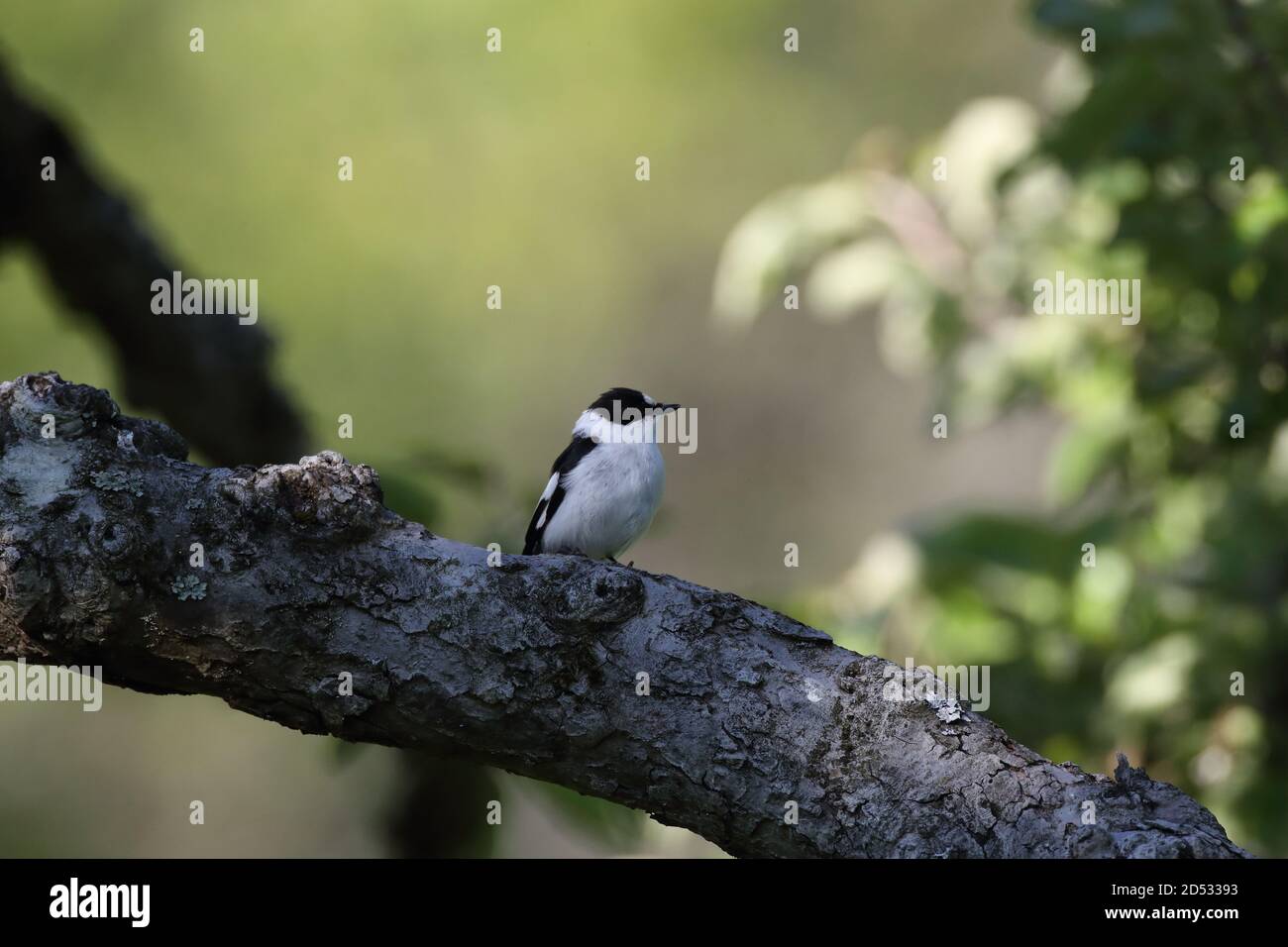 collared flycatcher (Ficedula albicollis) Germany Stock Photo - Alamy