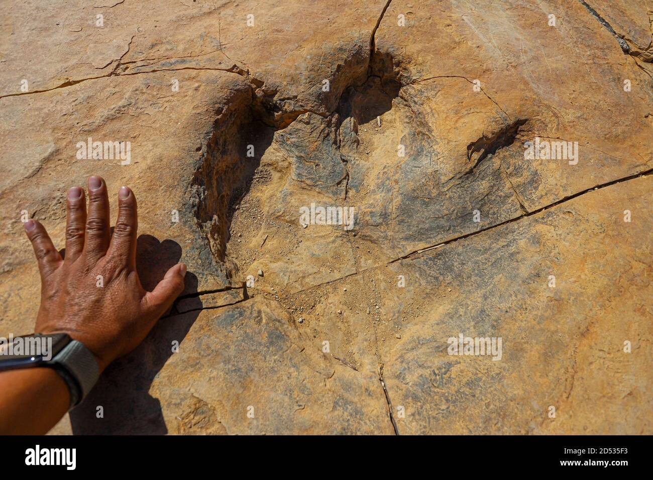 Footprint of a hadrosaur 'duckbill', a fossilized dinosaur on flagstone ...