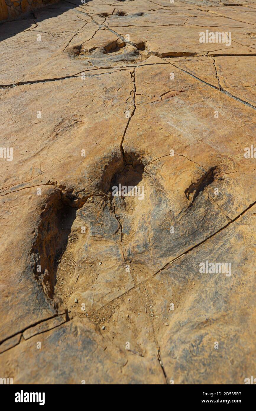 Footprint of a hadrosaur 'duckbill', a fossilized dinosaur on flagstone ...
