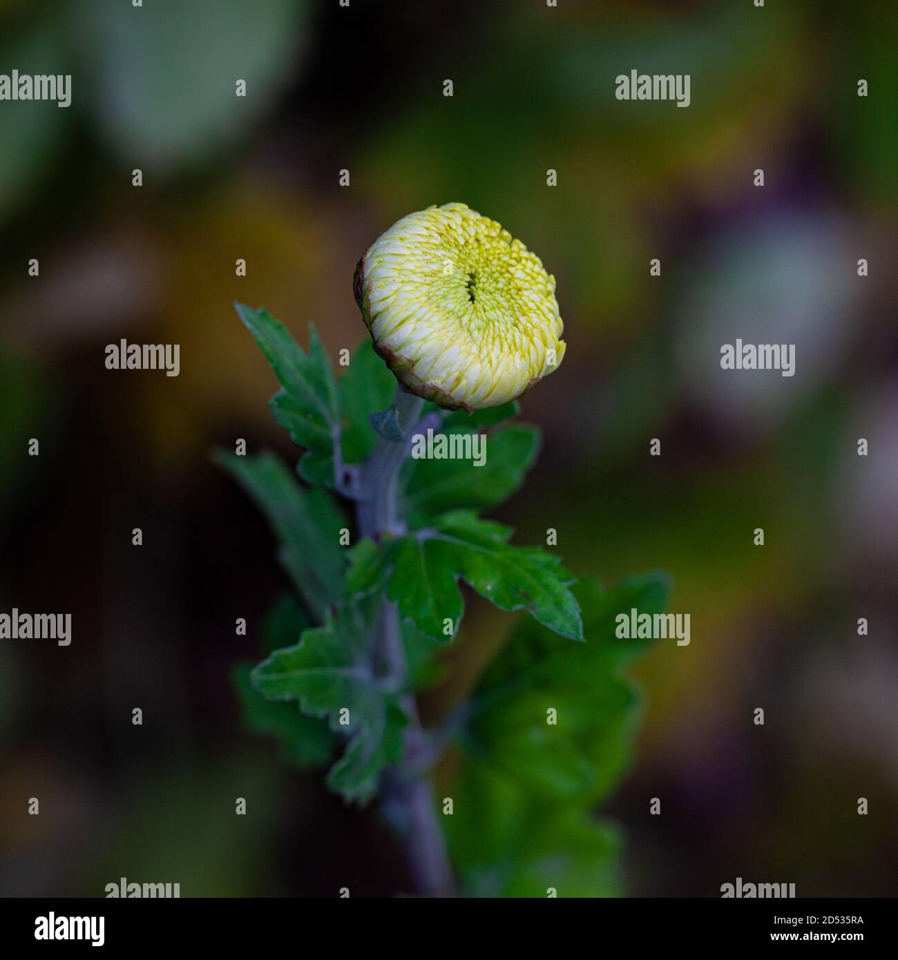 Chrysanthemum flower stem with leaves hi-res stock photography and ...