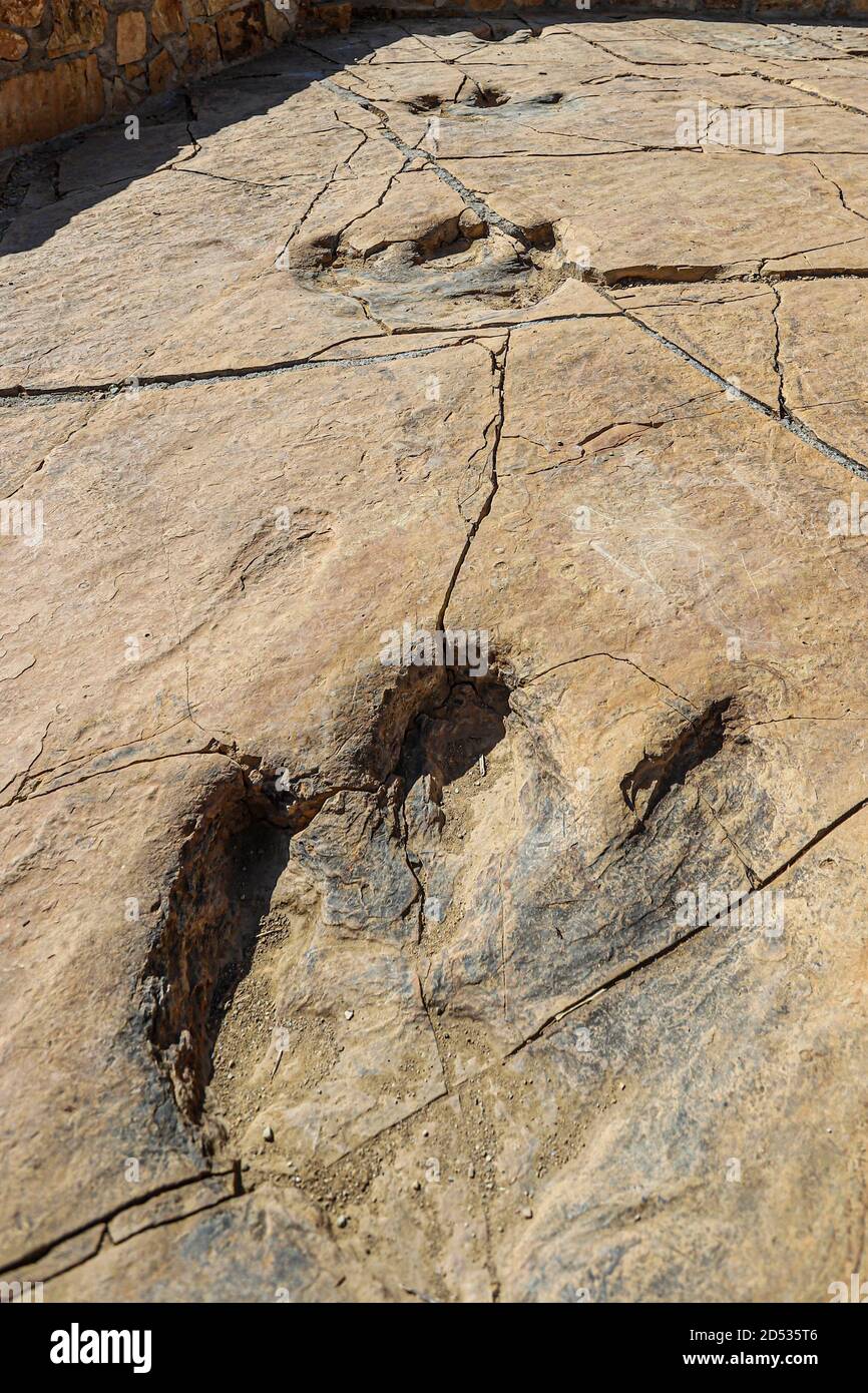 Footprint of a hadrosaur 'duckbill', a fossilized dinosaur on flagstone ...