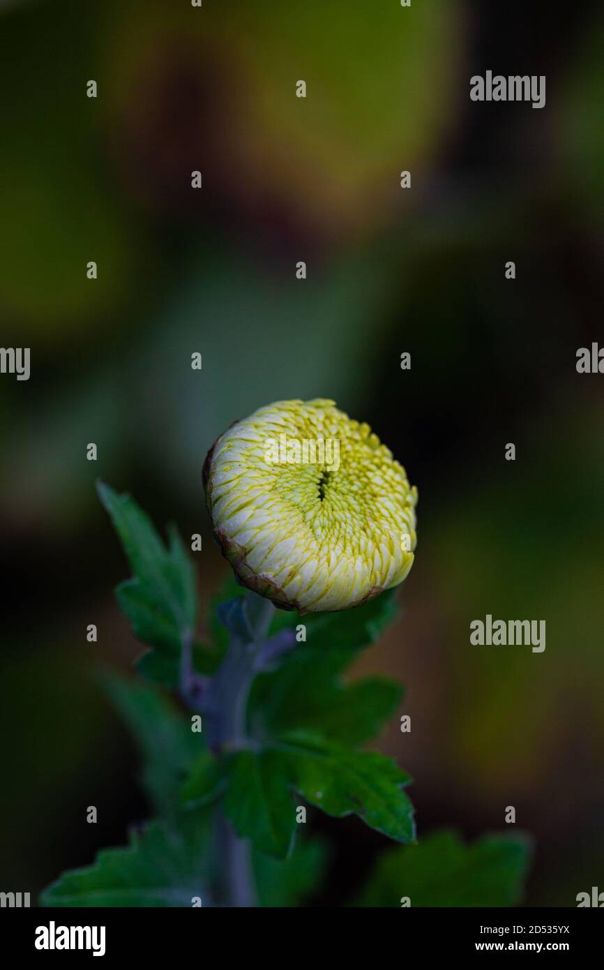 Yellow Chrysanthemum flower about to open in full bloom in Steveston ...