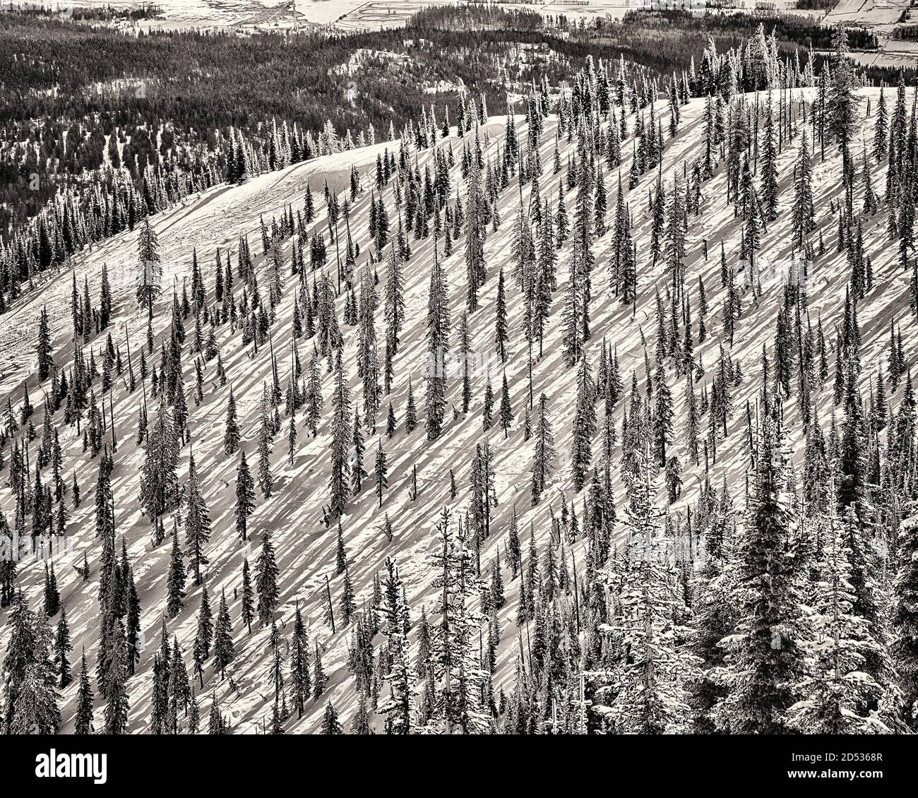 Mountain Slope with Evergreen Trees, Whitefish, Montana, USA Stock ...