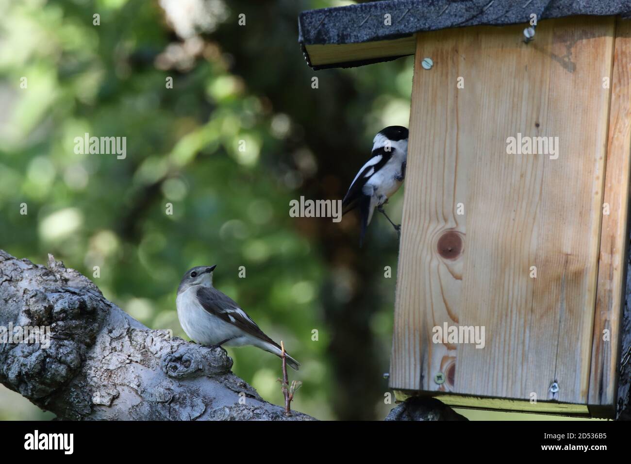 collared flycatcher (Ficedula albicollis) female, Germany Stock Photo ...