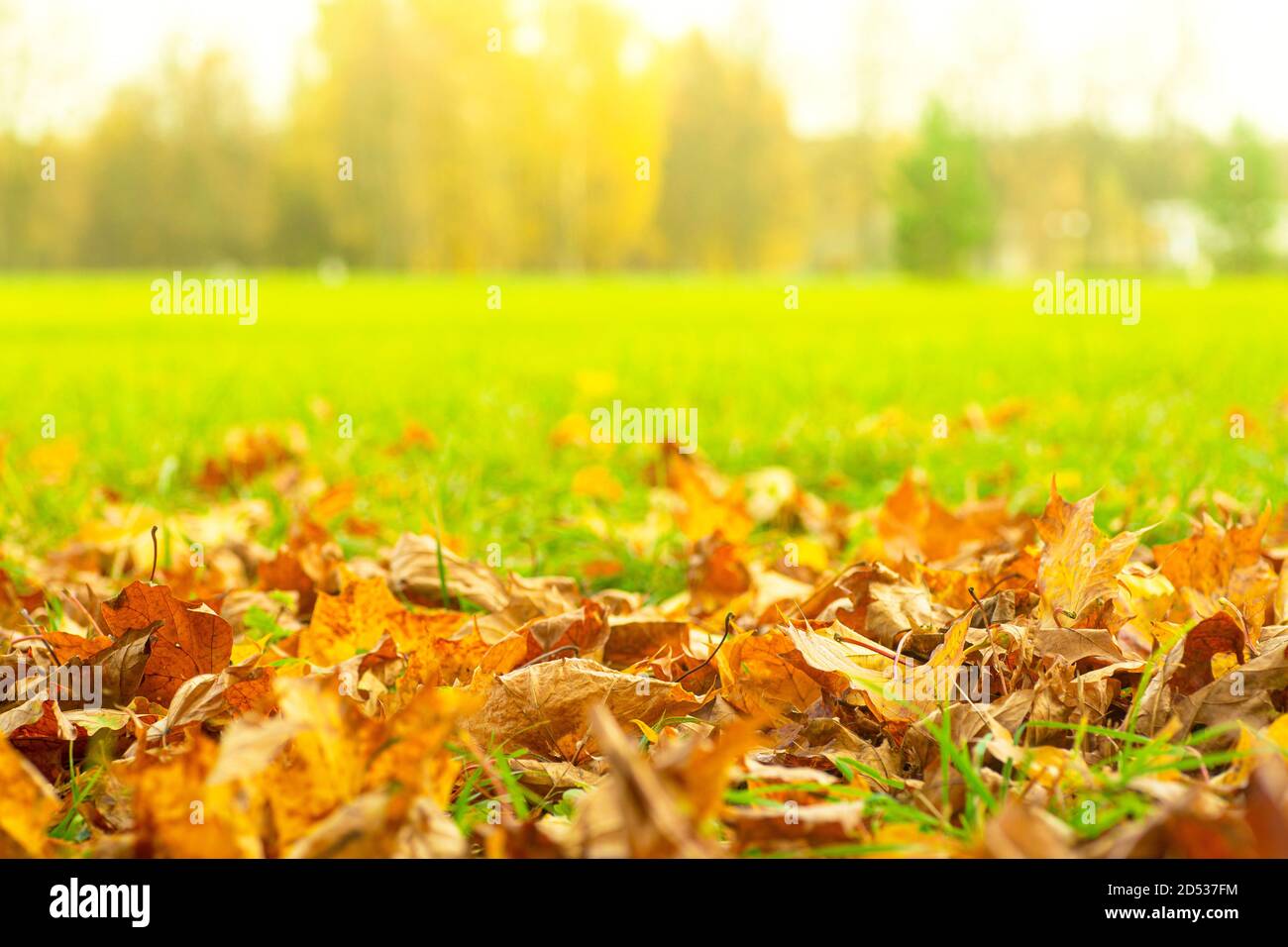 September background hi-res stock photography and images - Alamy