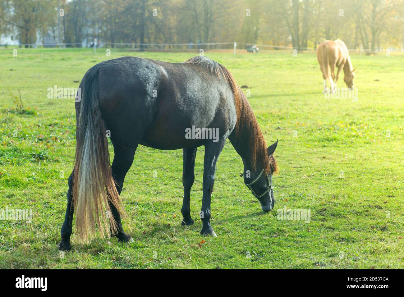 Horse farm field fence view hi-res stock photography and images - Alamy