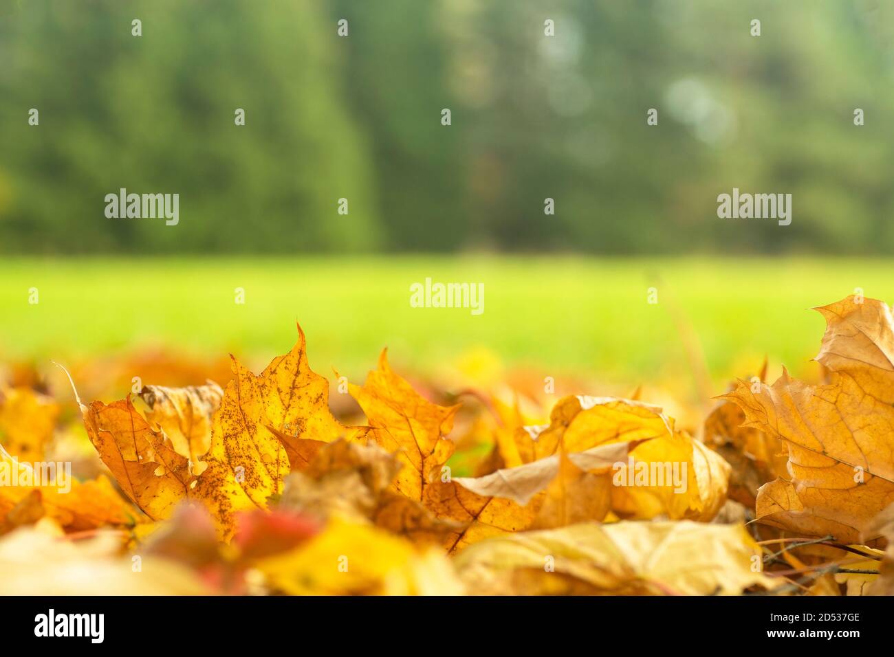 September background hi-res stock photography and images - Alamy