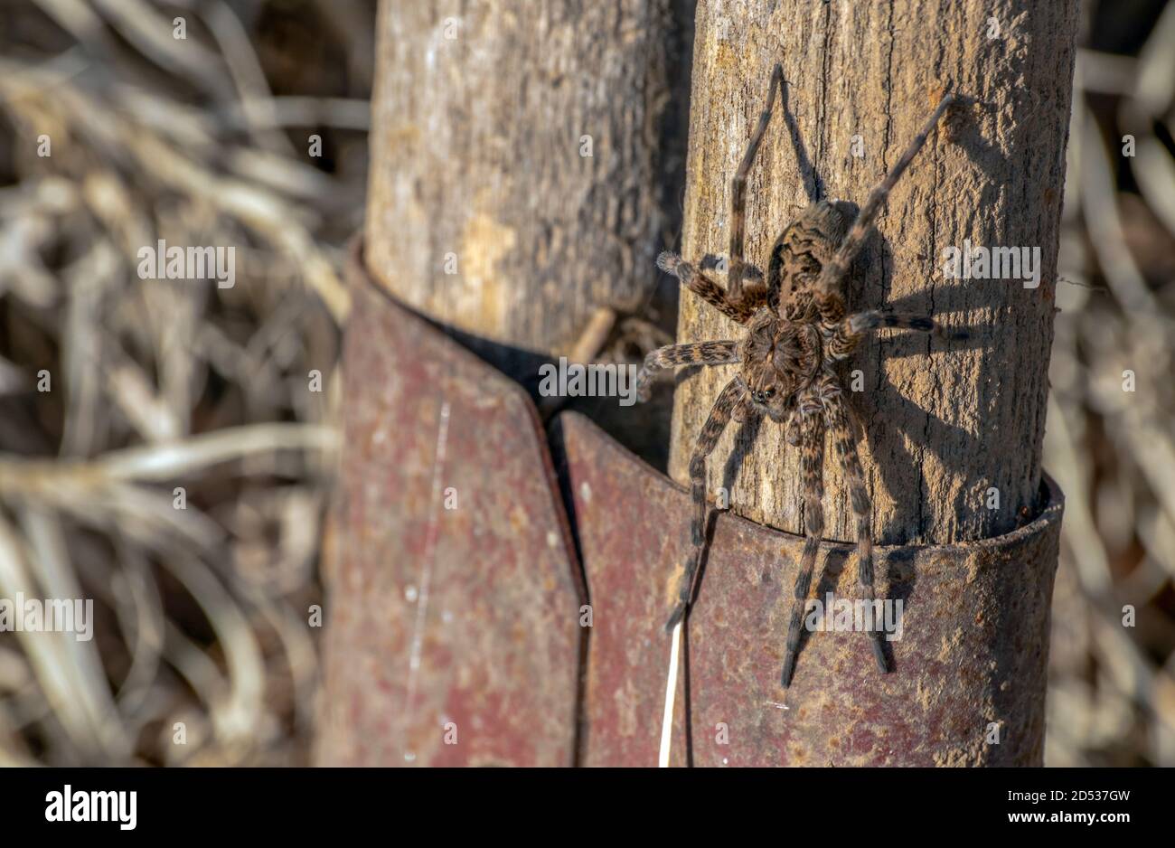 Most Disgusting Spider