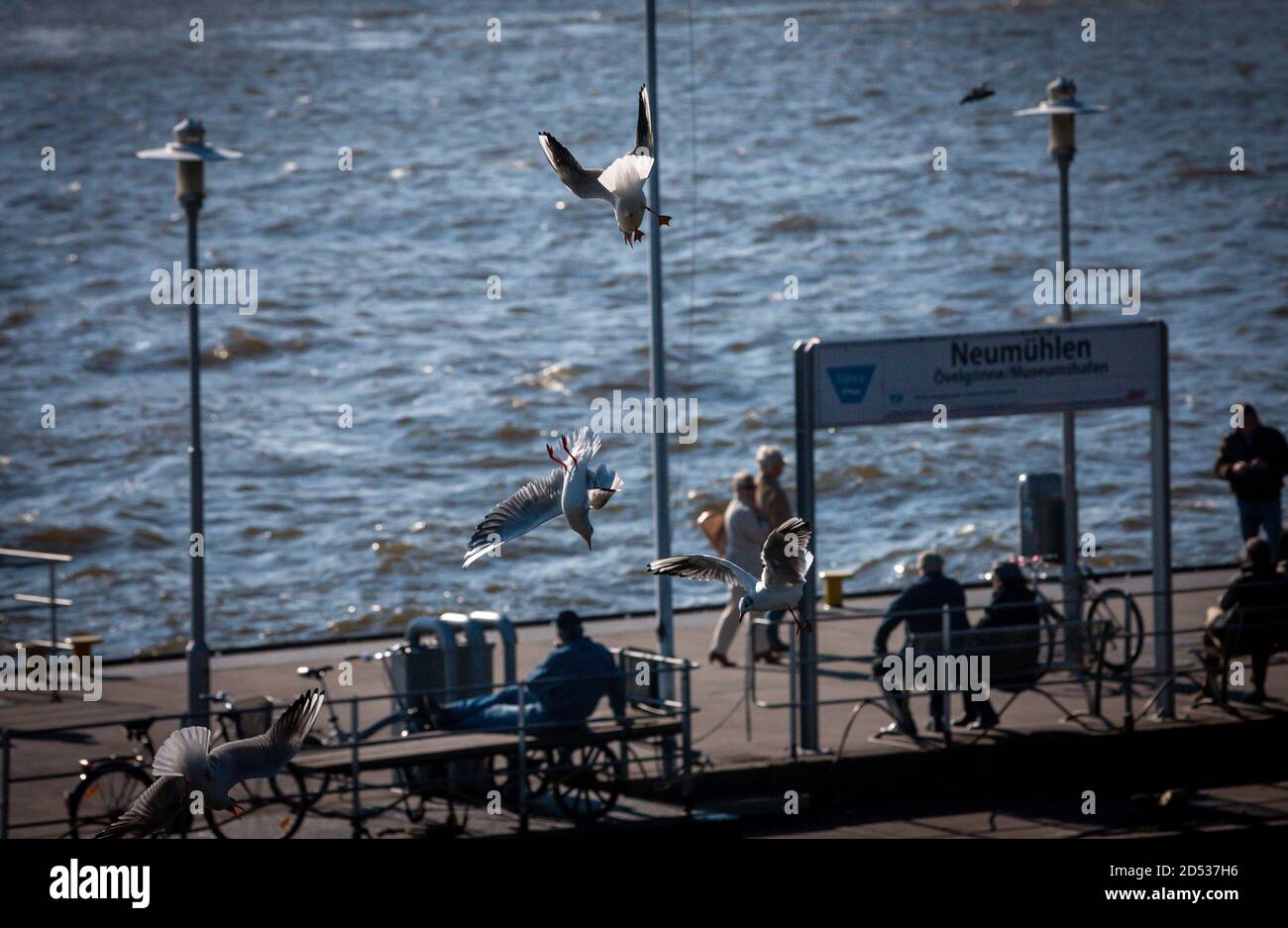 Harbor birds hi-res stock photography and images - Alamy