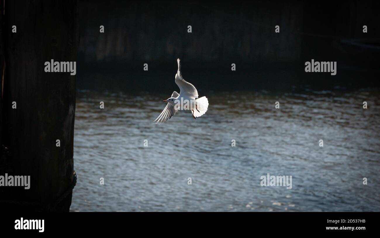 Harbor birds hi-res stock photography and images - Alamy
