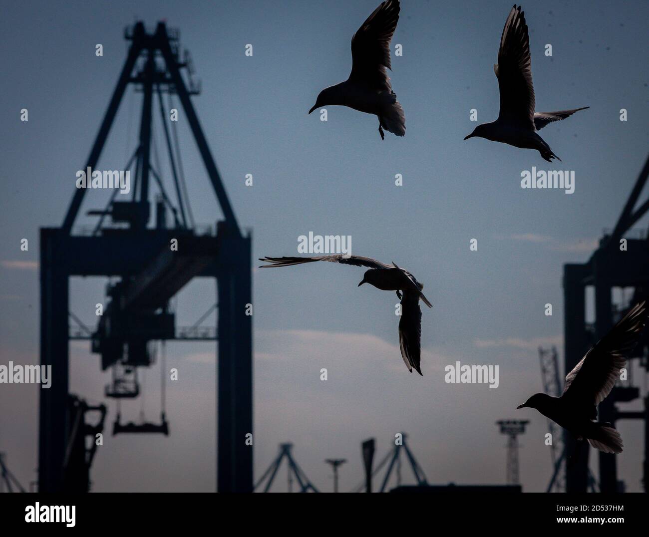 Harbor birds hi-res stock photography and images - Alamy