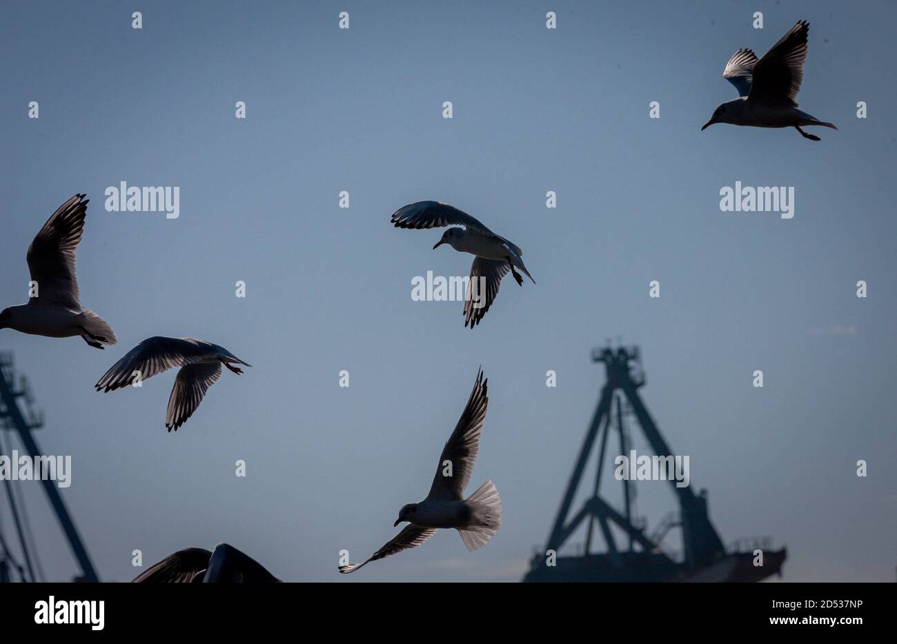 TallantImages Bird, Birds, Harbor Hamburg Stock Photo - Alamy