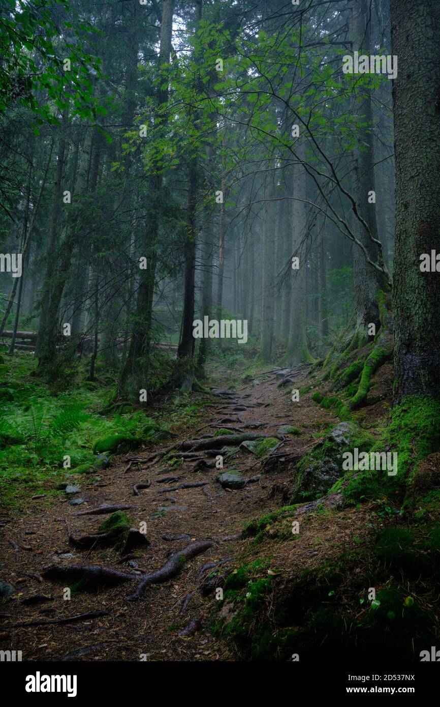 Path leading into a foggy forest Stock Photo - Alamy