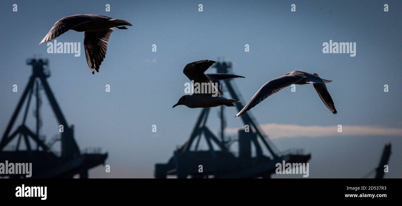 Harbor bird hi-res stock photography and images - Alamy