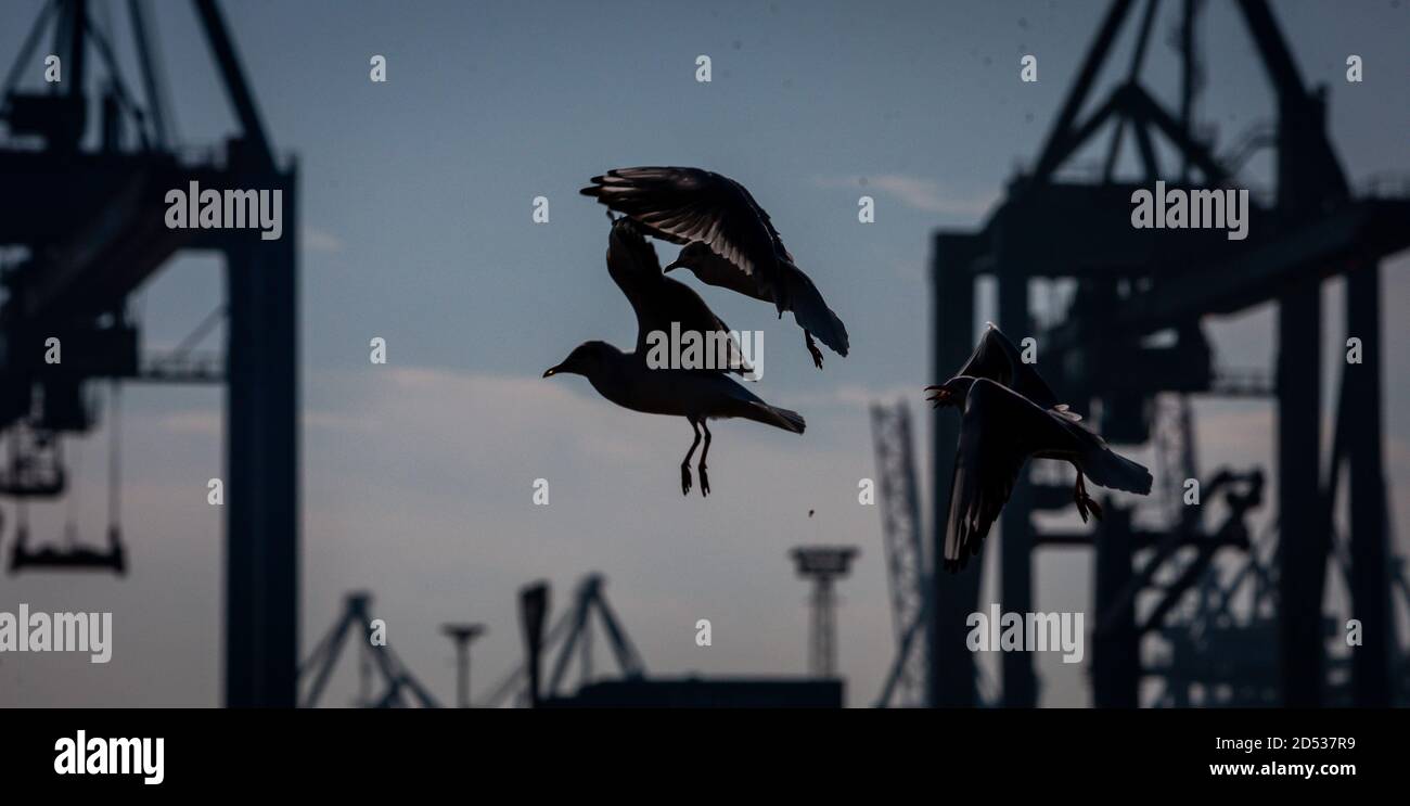 TallantImages Bird, Birds, Harbor Hamburg Stock Photo - Alamy