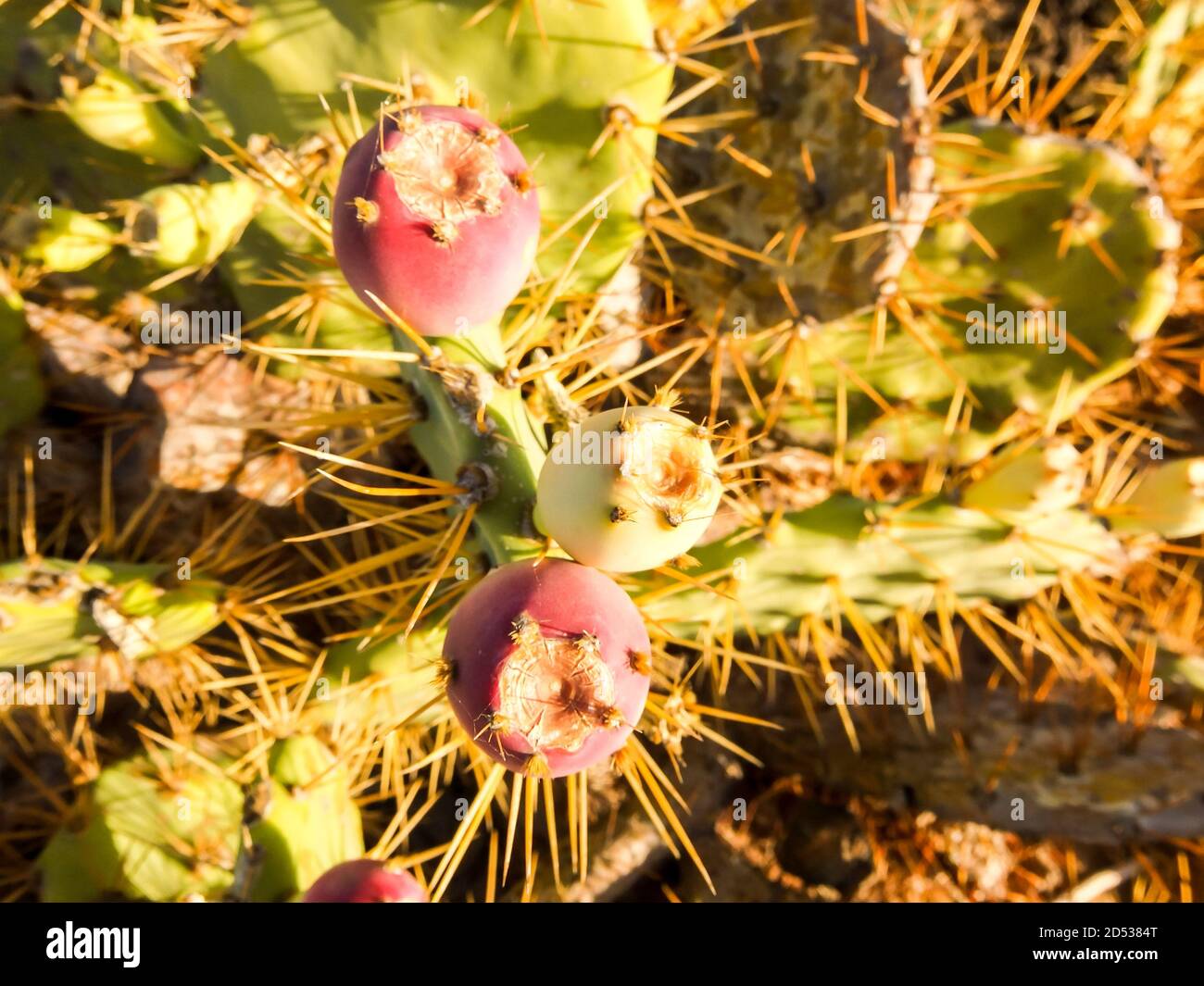 Agave Cactus Plant Blooming Stock Photo - Alamy