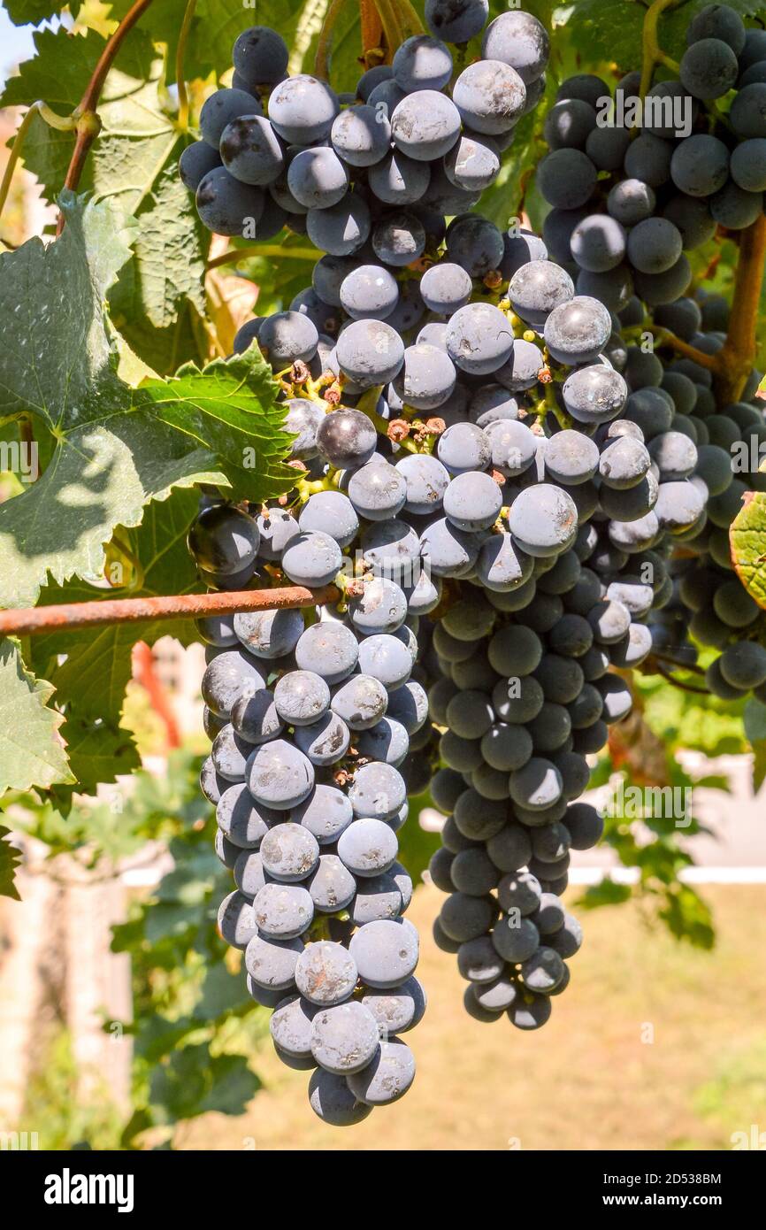 Vineyard Ready to Produce Wine Stock Photo - Alamy