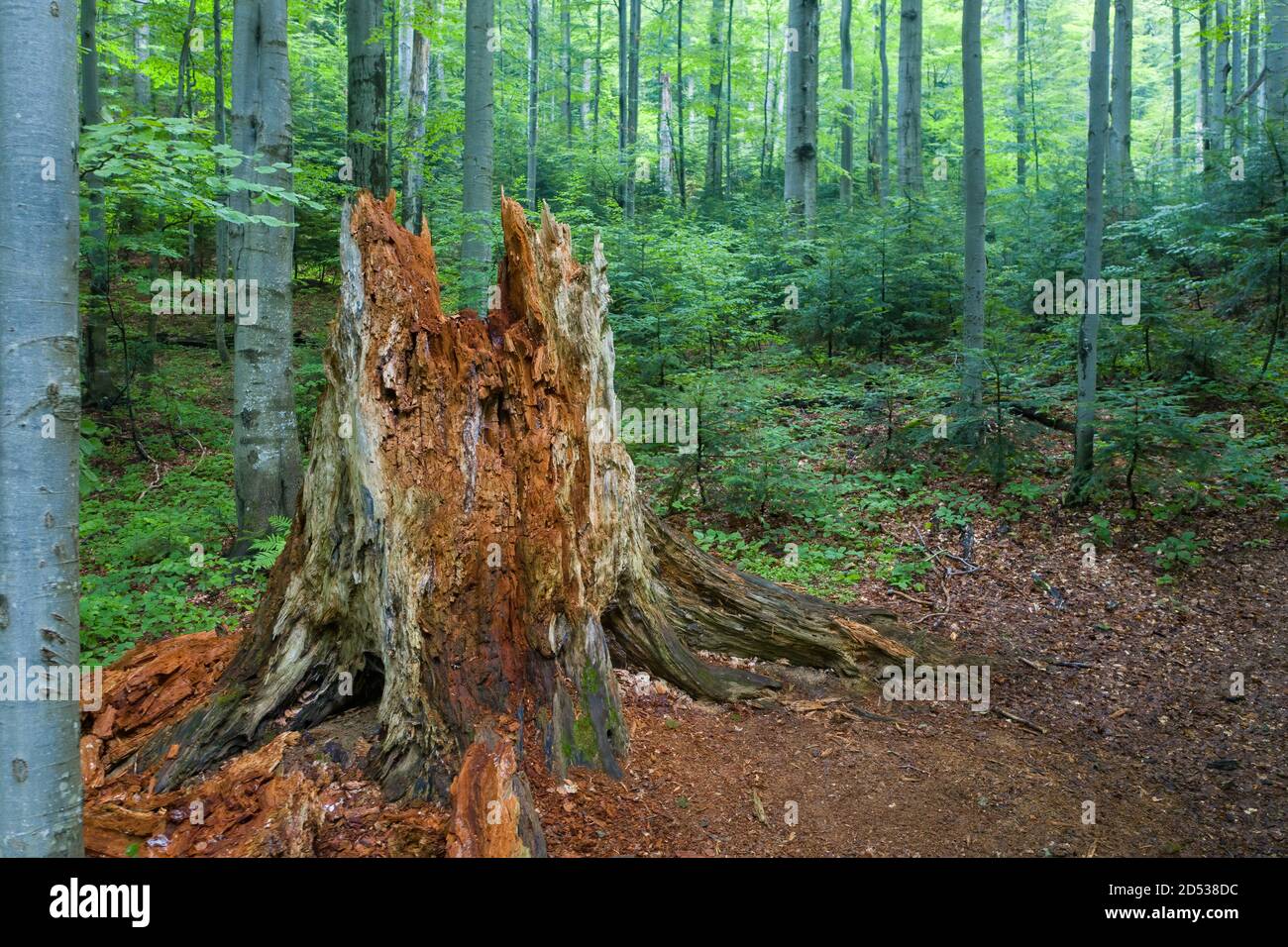 Rotting decomposing tree stump hi-res stock photography and images - Alamy