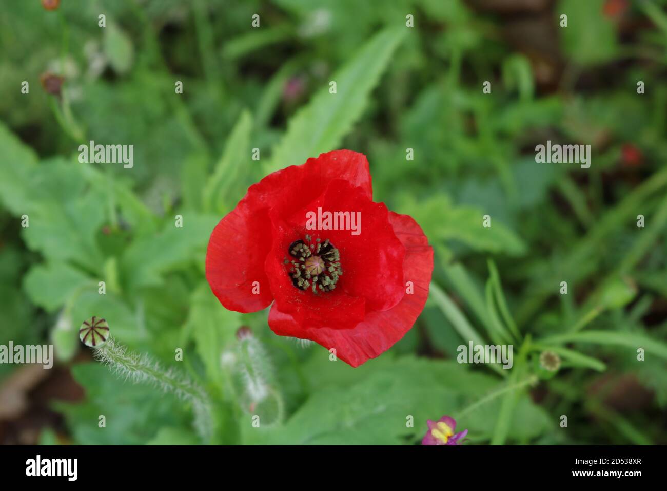 Red Poppy taken at Trentham Gardens Stock Photo - Alamy