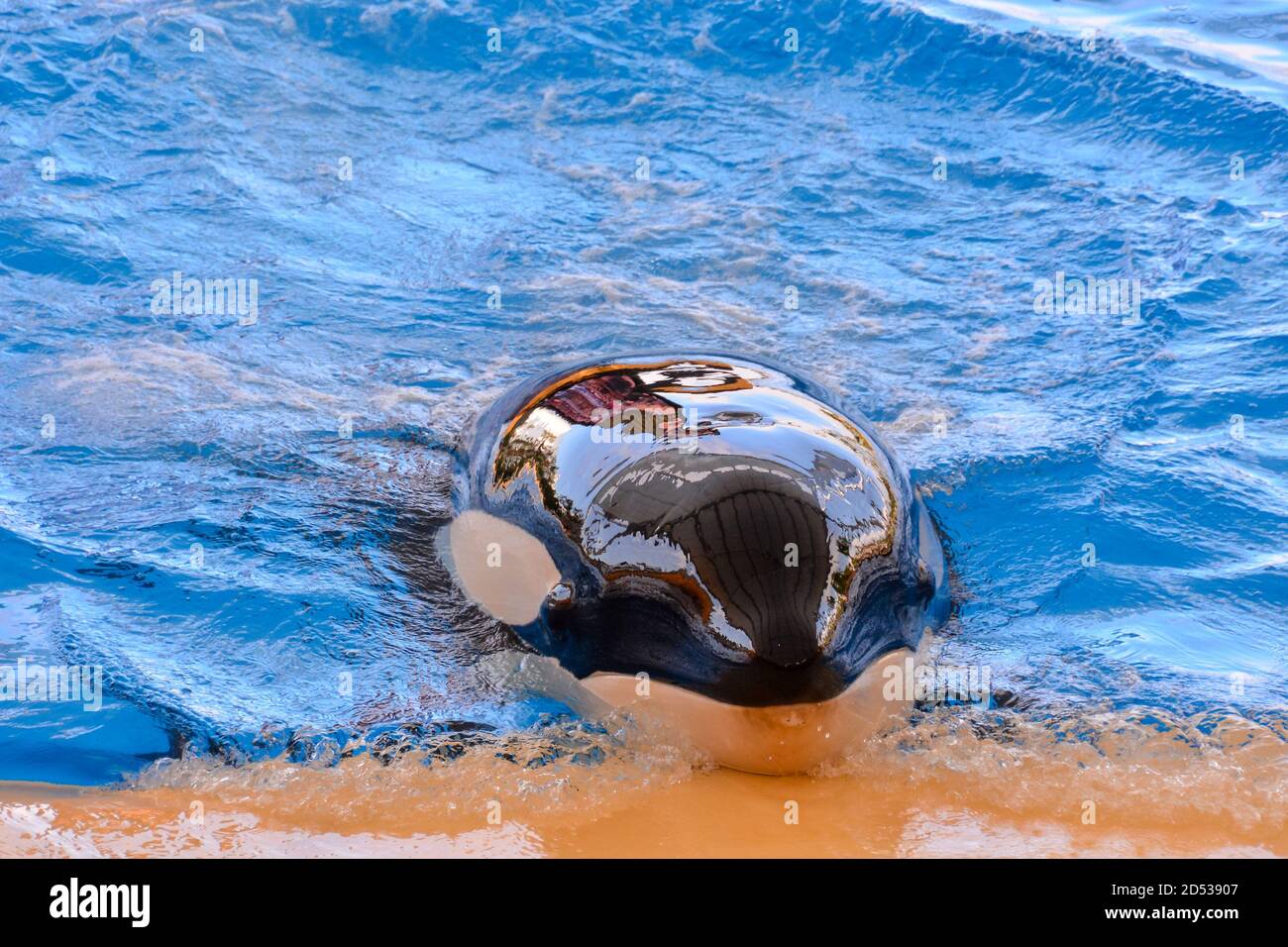 Mammal Orca Killer Whale Fish Stock Photo - Alamy