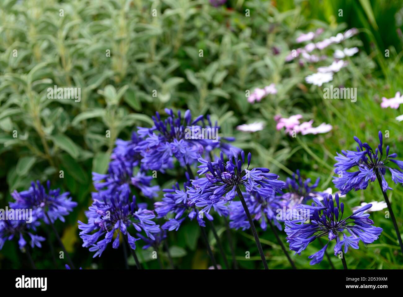 agapanthus blue flowers,perennial,mixed borders,garden,gardens ...