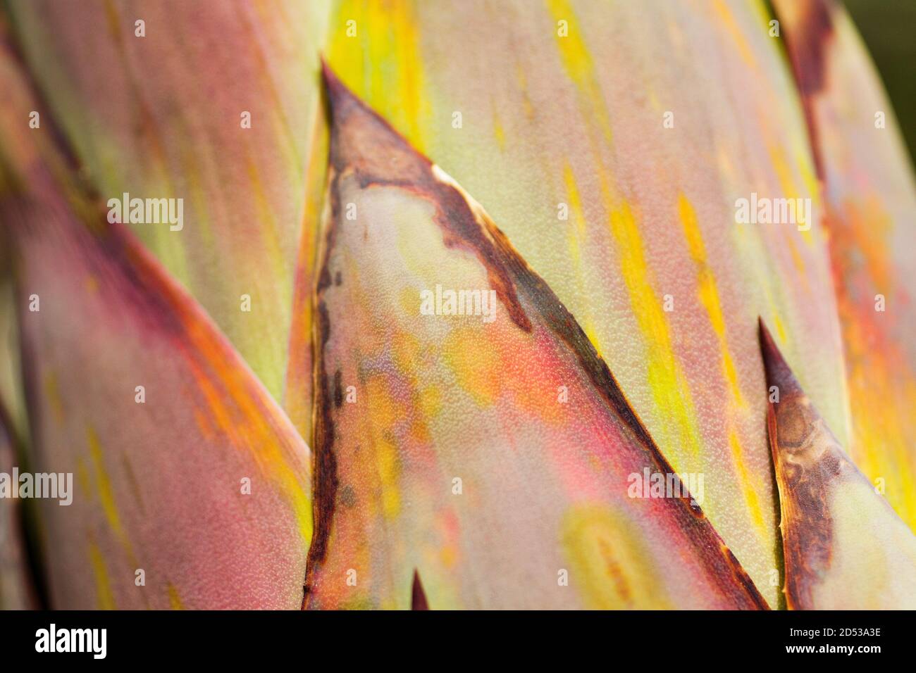 A close up of the pointed shapes of the leaves on a colorful succulent ...