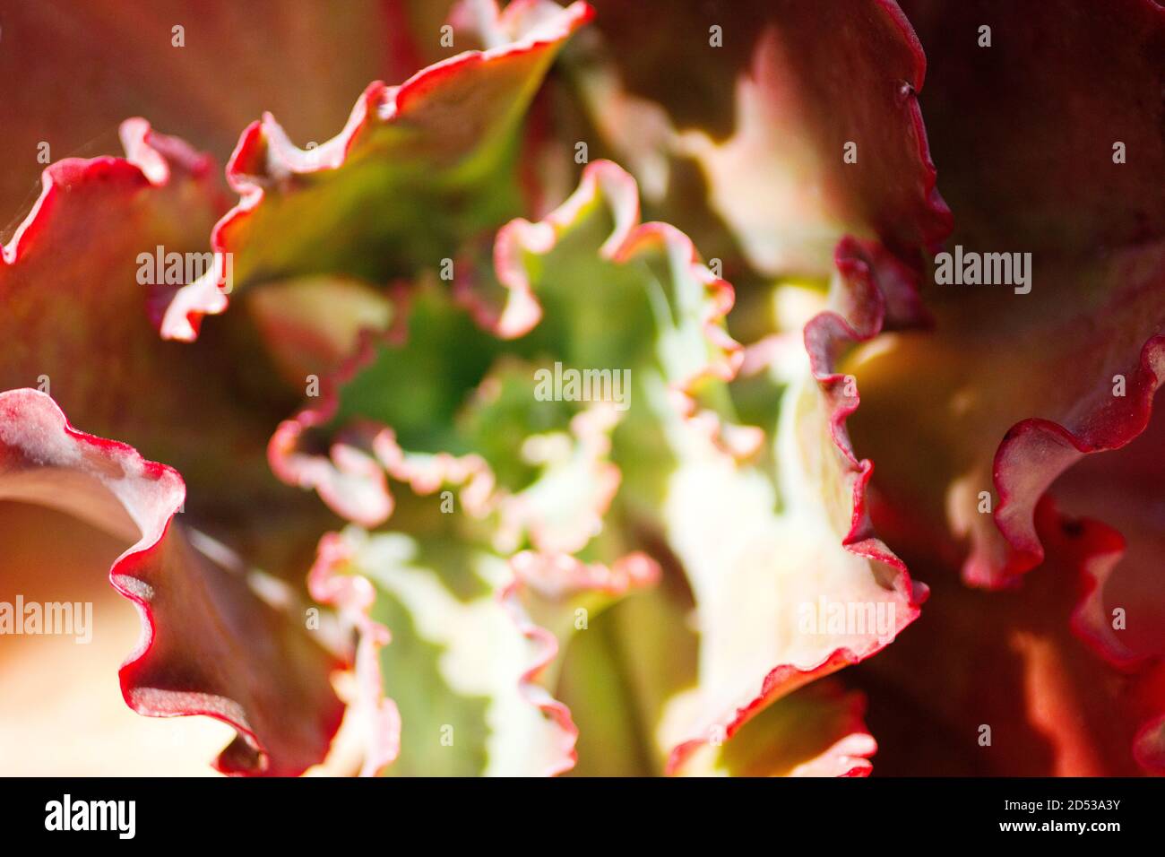 Interesting backgrounds hi-res stock photography and images - Alamy